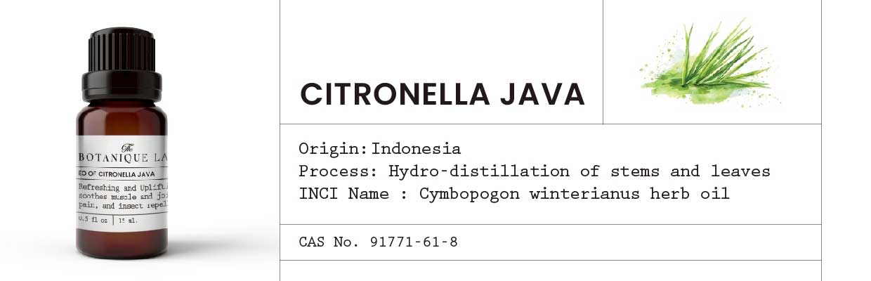 ซิโตรเนลล่า จาวา: น้ำมันหอมอเนกประสงค์เพื่อปกป้องและฟื้นฟูสุขภาพ - THE ...